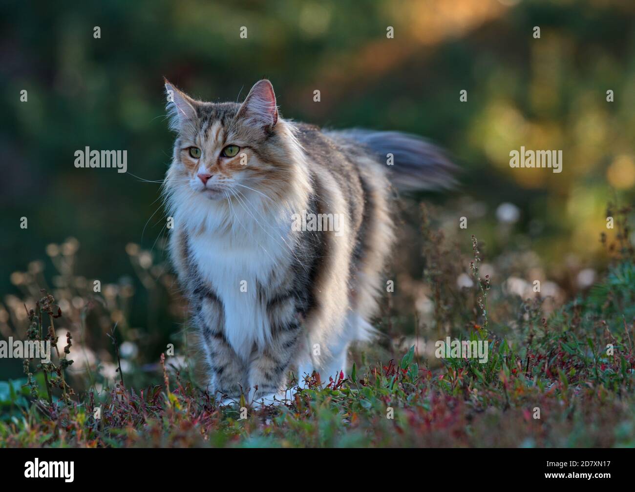 Tortoiseshell Norwegian forest cat standing outdoors in the evening ...