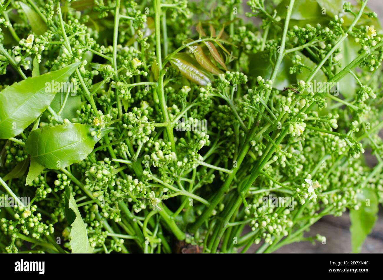Organic Neem from Natural Farm Stock Photo - Alamy