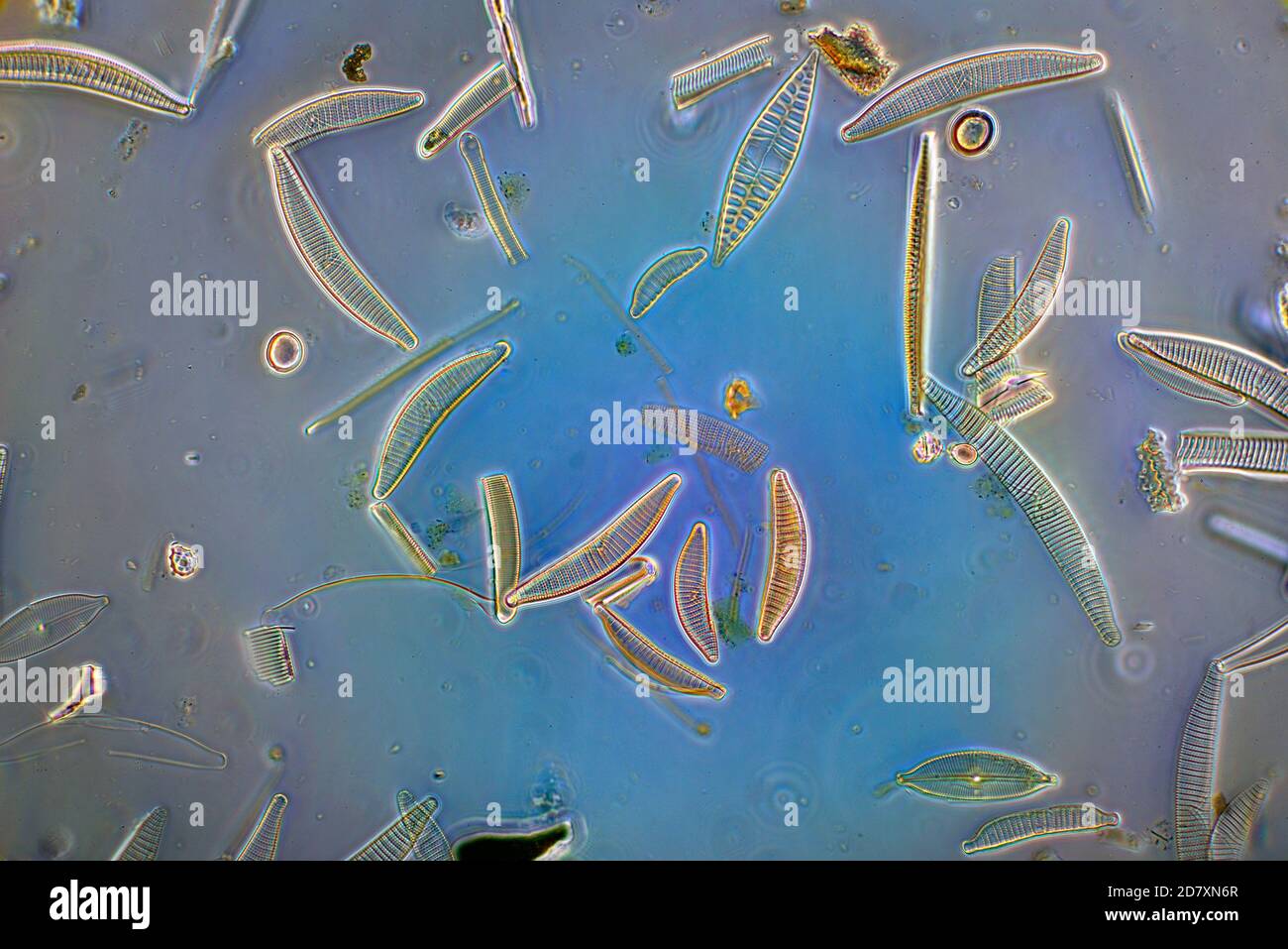 Phytoplankton biodiversity microscope darkfield phase photomicrograph ...