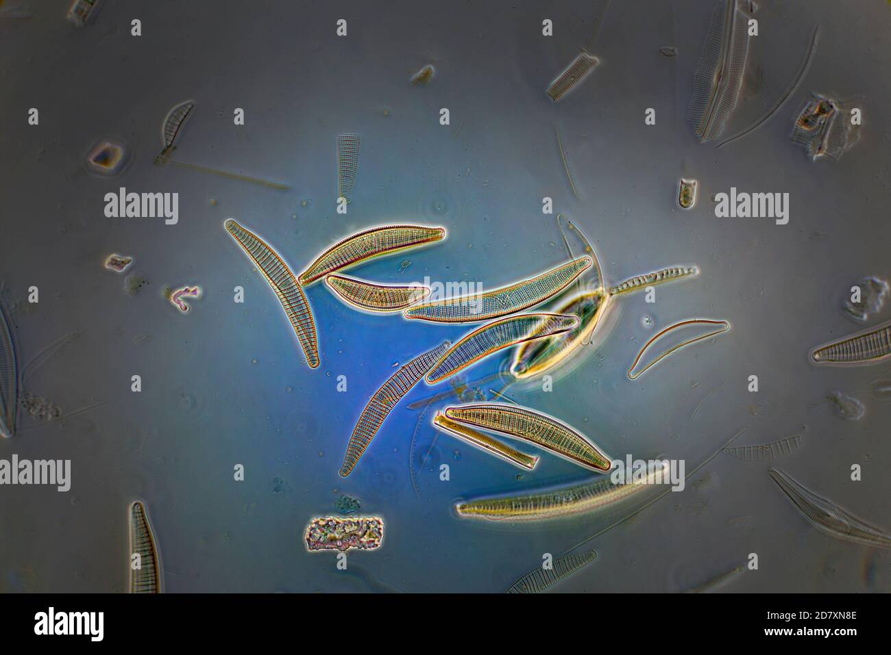 Phytoplankton biodiversity microscope micrograph diatom photomicrograph ...
