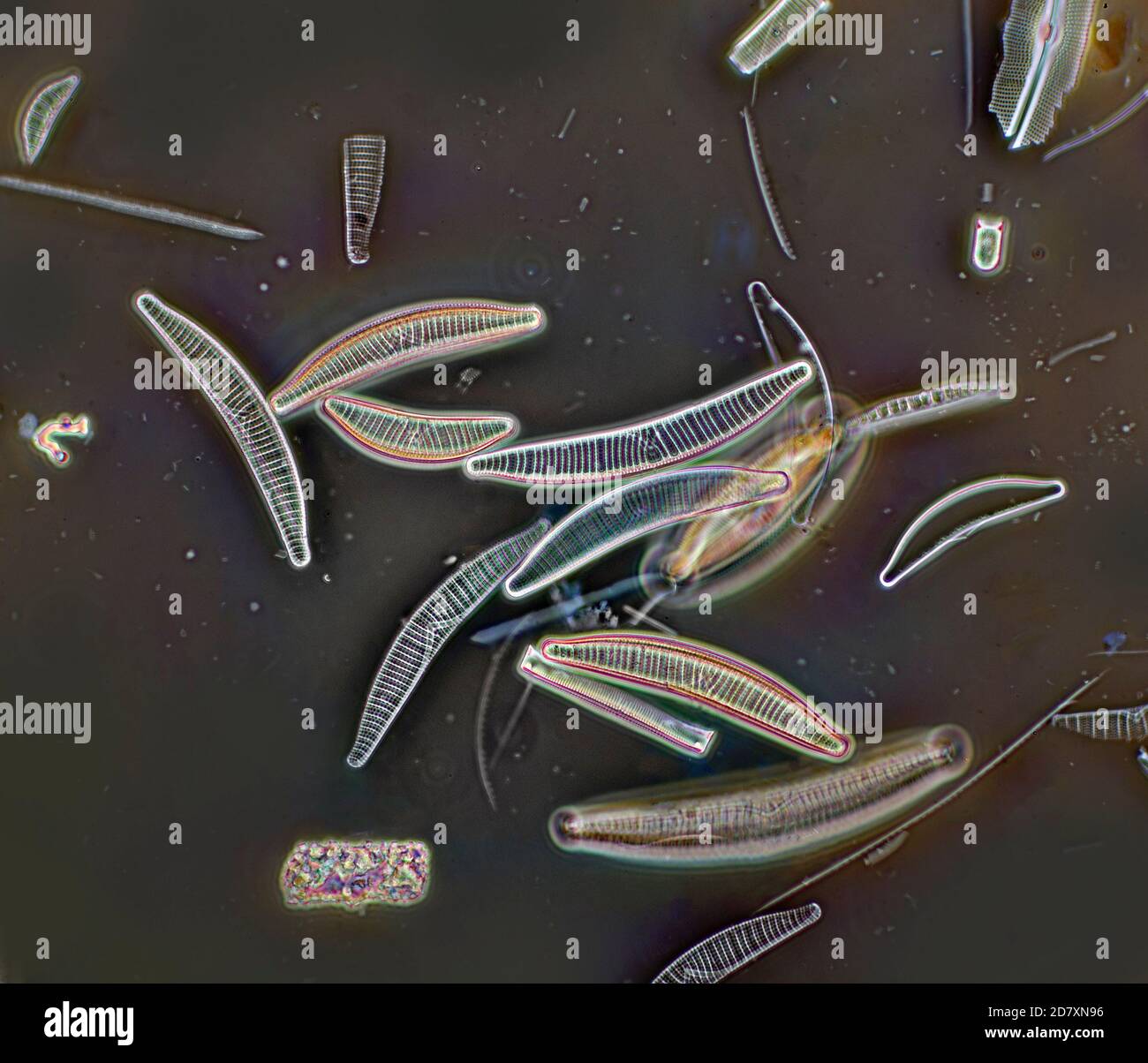 Phytoplankton biodiversity microscope darkfield phase photomicrograph ...