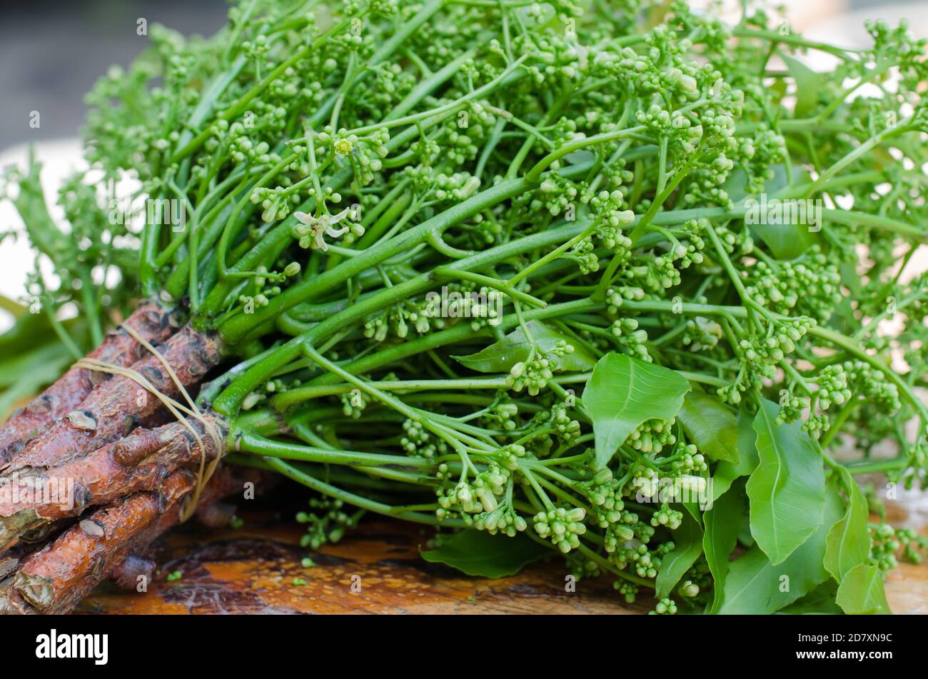 Organic Neem from Natural Farm Stock Photo - Alamy