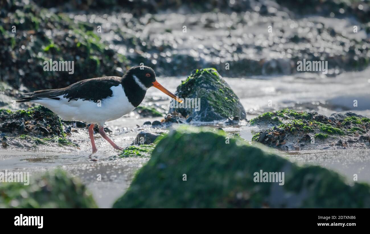 Rocks on the zeeland coast of the netherlands hi-res stock photography ...
