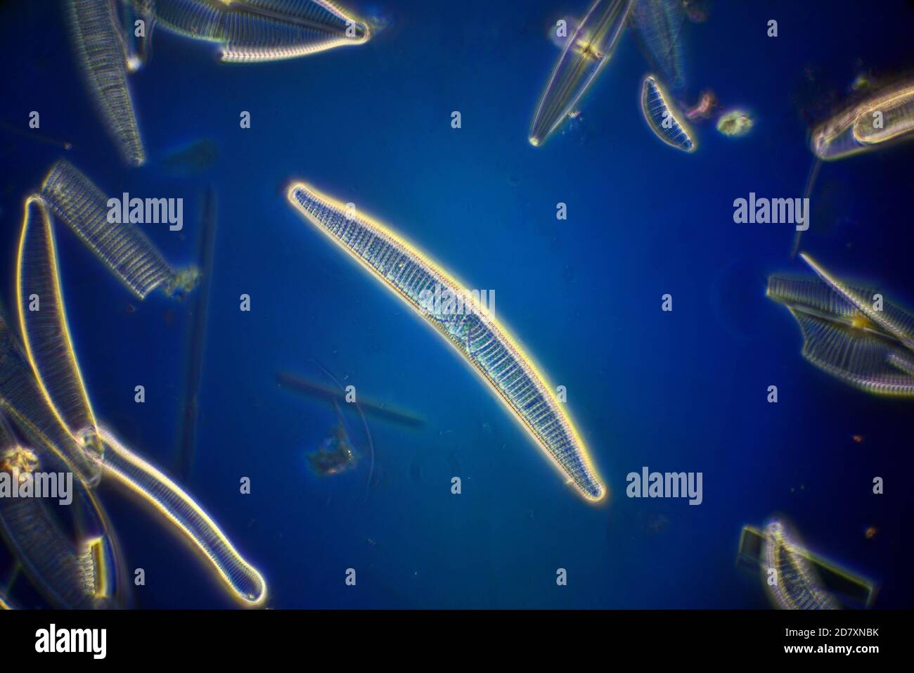 Phytoplankton biodiversity microscope micrograph diatom photomicrograph ...