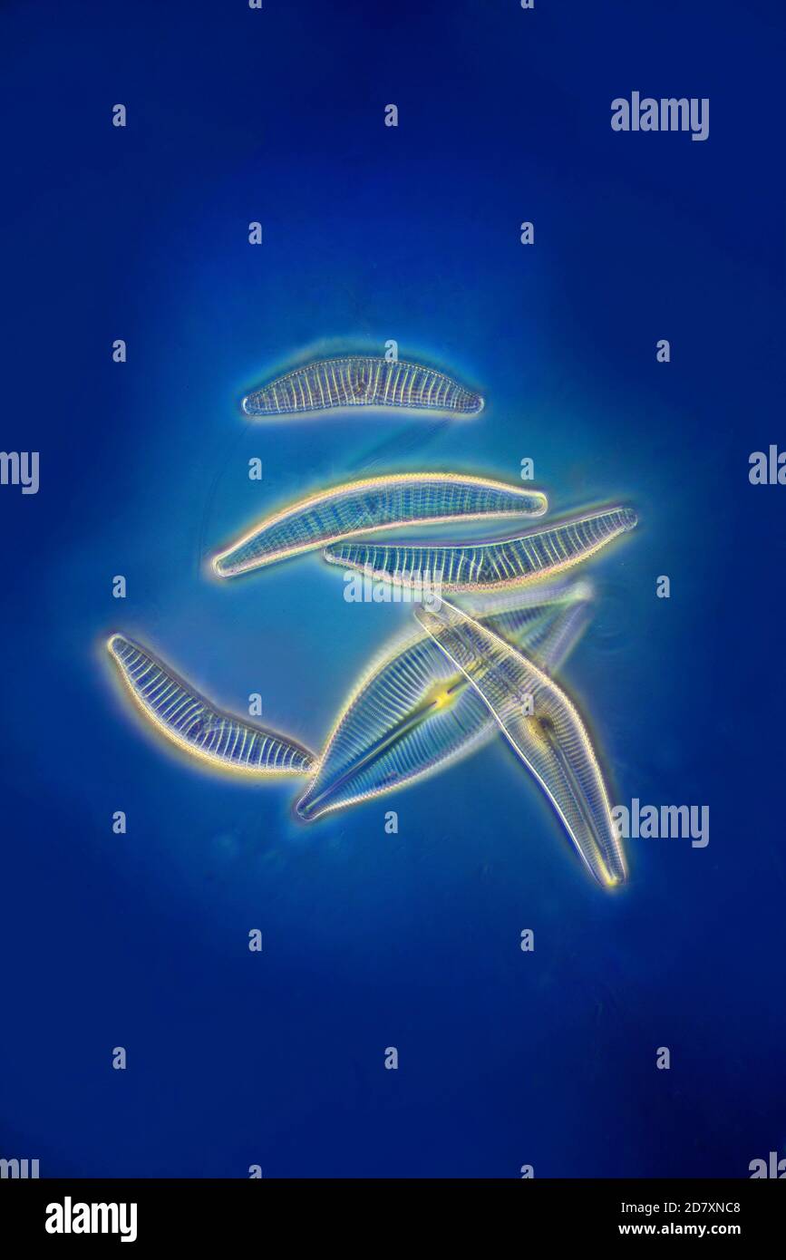 Phytoplankton biodiversity microscope micrograph diatom photomicrograph ...