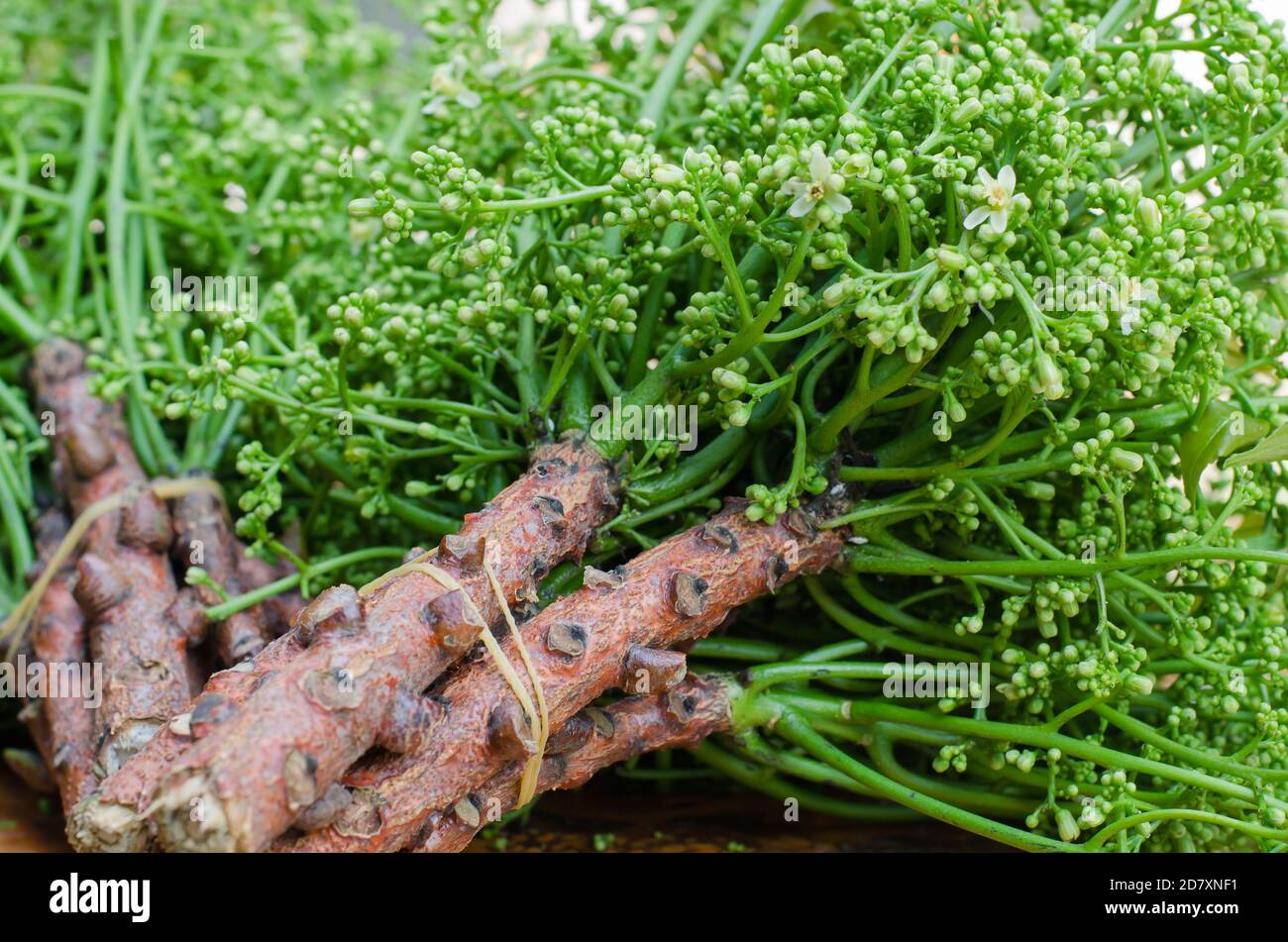 Organic Neem from Natural Farm Stock Photo - Alamy