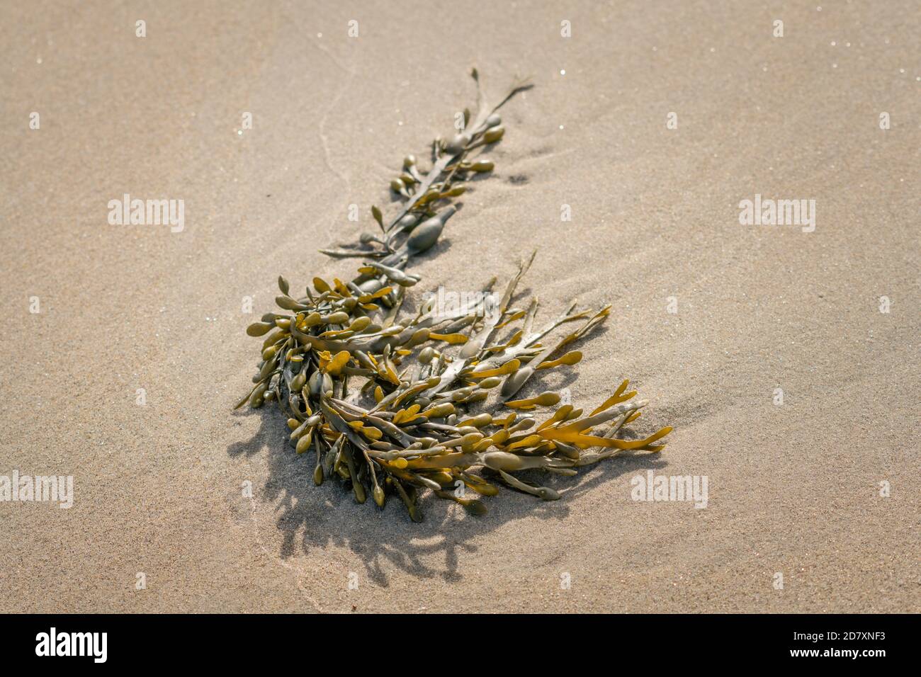 A seaweed, named black tang, bladder fucus, bladder wrack, cut weed ...