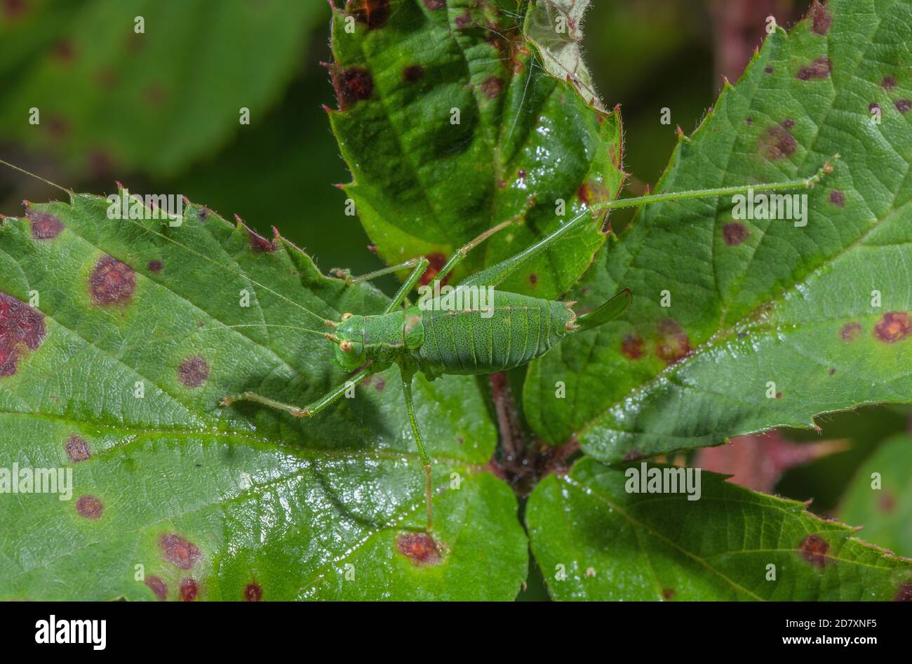 Wingless cricket hi-res stock photography and images - Alamy