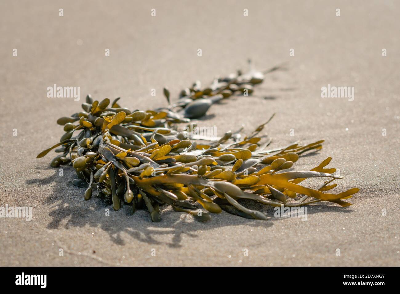 A seaweed, named black tang, bladder fucus, bladder wrack, cut weed ...