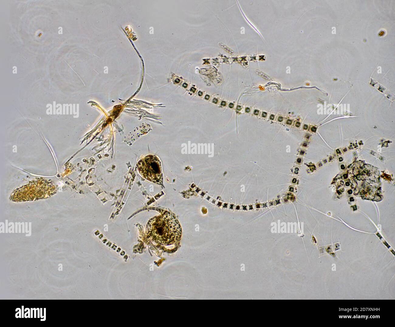Ceratium tripos tripos muelleri bory de saint vinvent 1826 hi-res stock ...