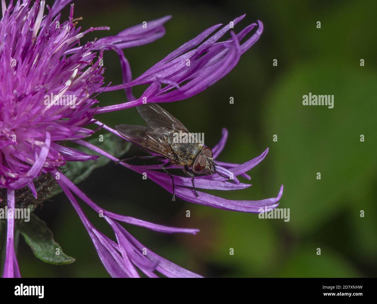 Dipteran fly hi-res stock photography and images - Alamy