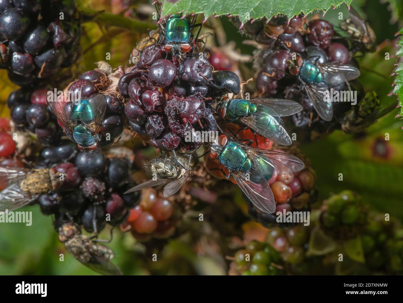 Cluster flies hi-res stock photography and images - Alamy