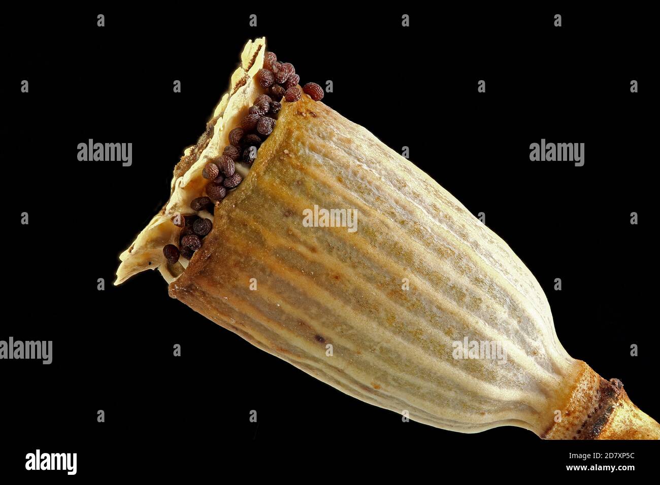 Poppy seed capsules hi-res stock photography and images - Alamy