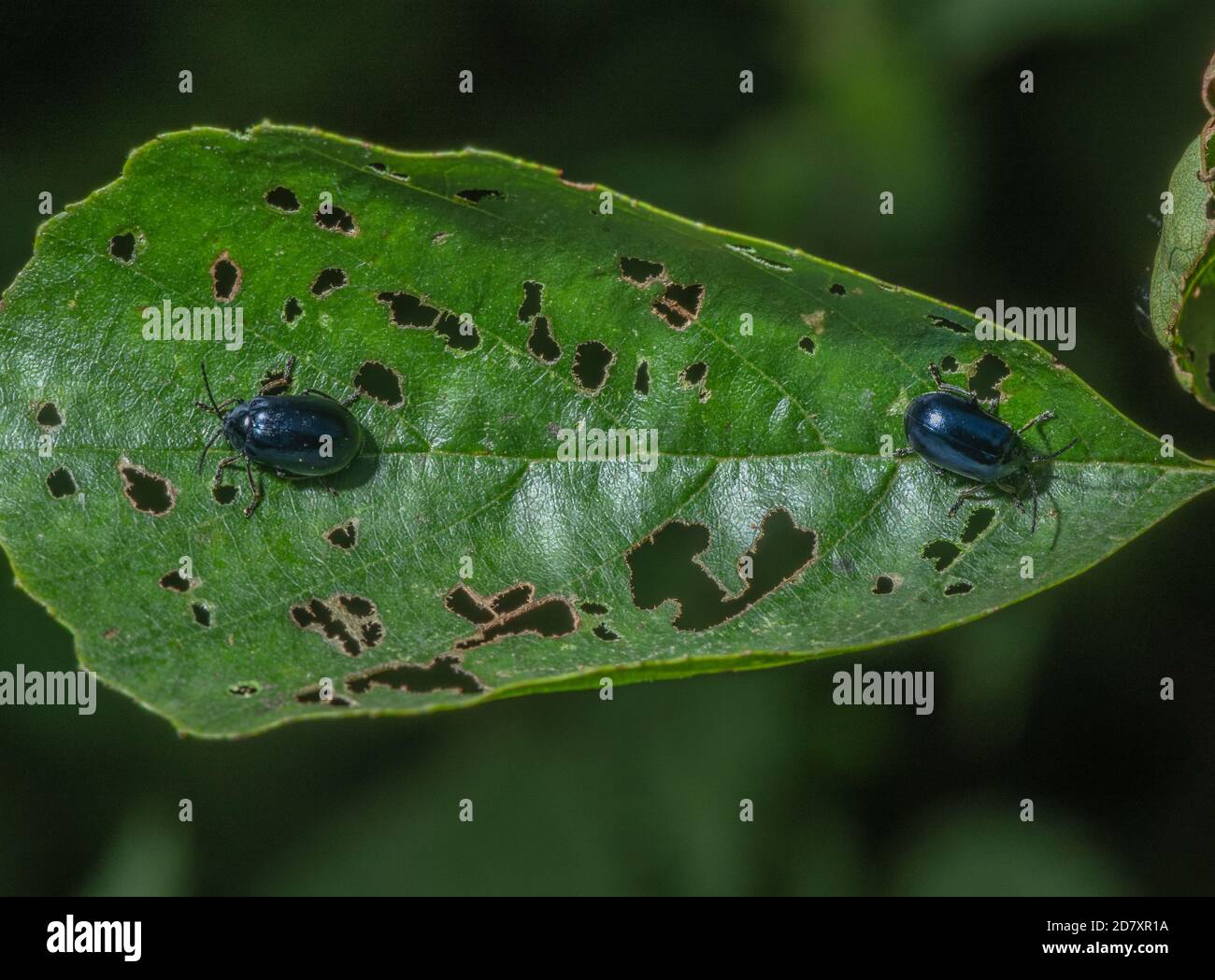 Alder leaf beetles, Agelastica alni, on the leaves of Alder, Alnus ...