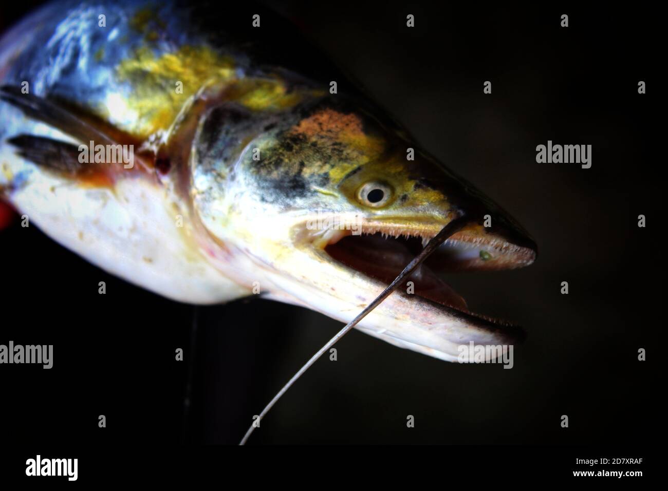 Dangerous wallago attu catfish with numerous shark like teeth river ...
