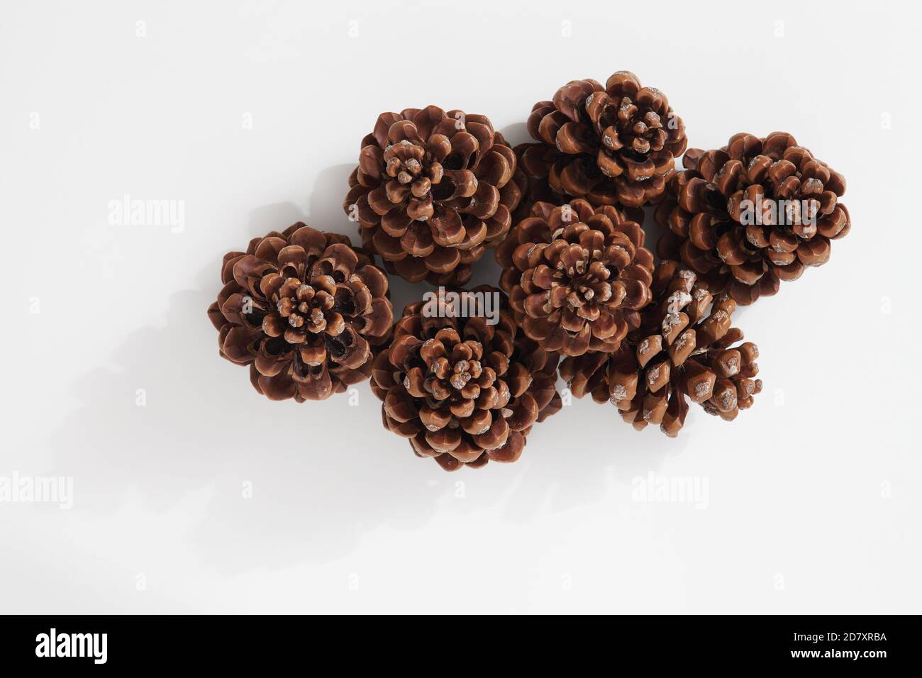 top view of a group of large pine cones isolated on white background ...