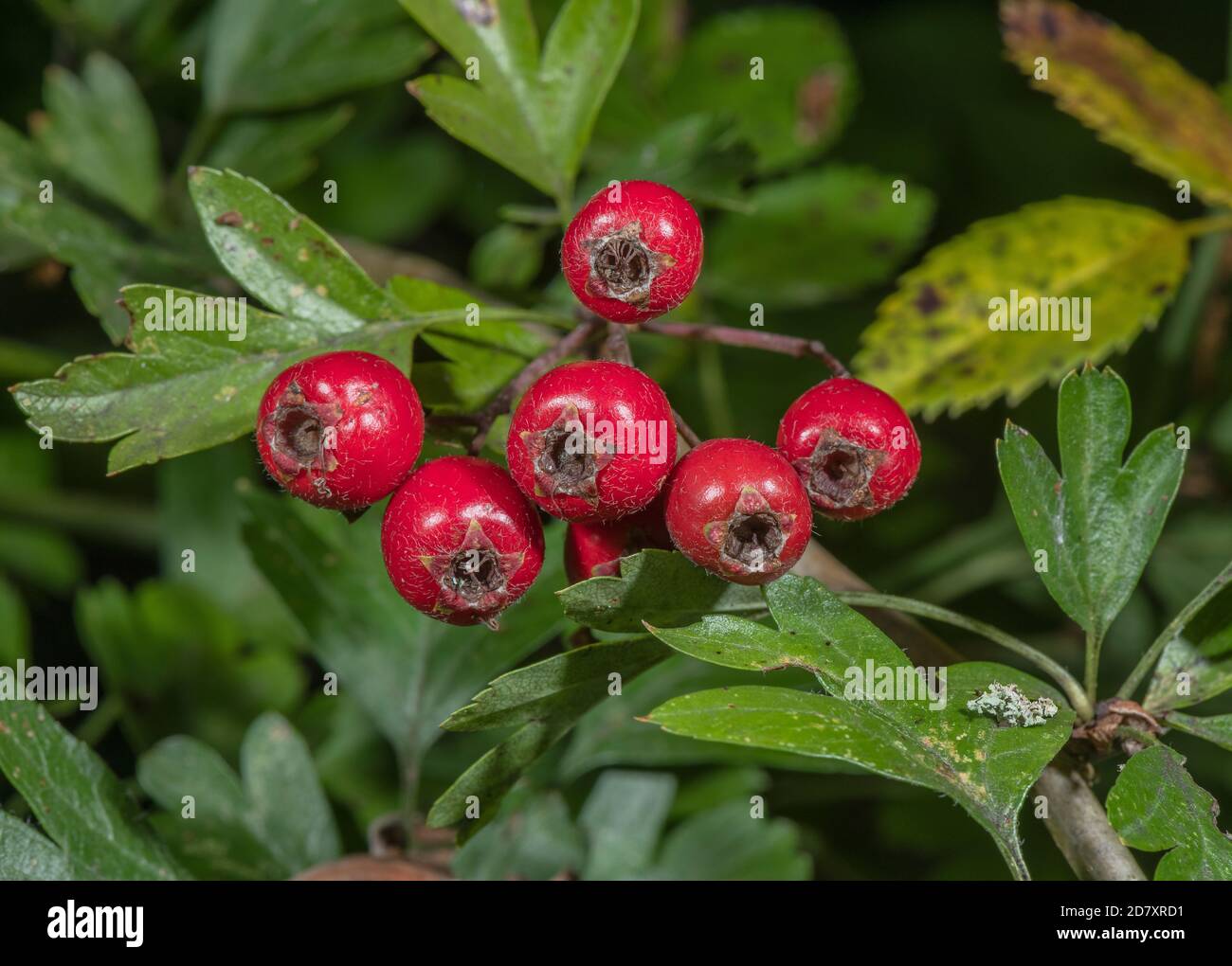 Whitethorn hedge hi-res stock photography and images - Alamy
