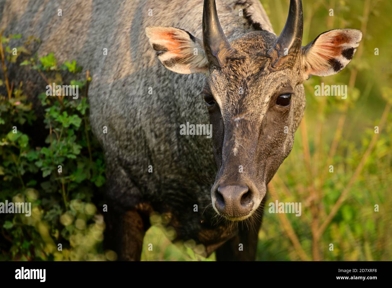 Adult blue bull or nilgai is an Asian antelope in the forest. Nilgai is ...
