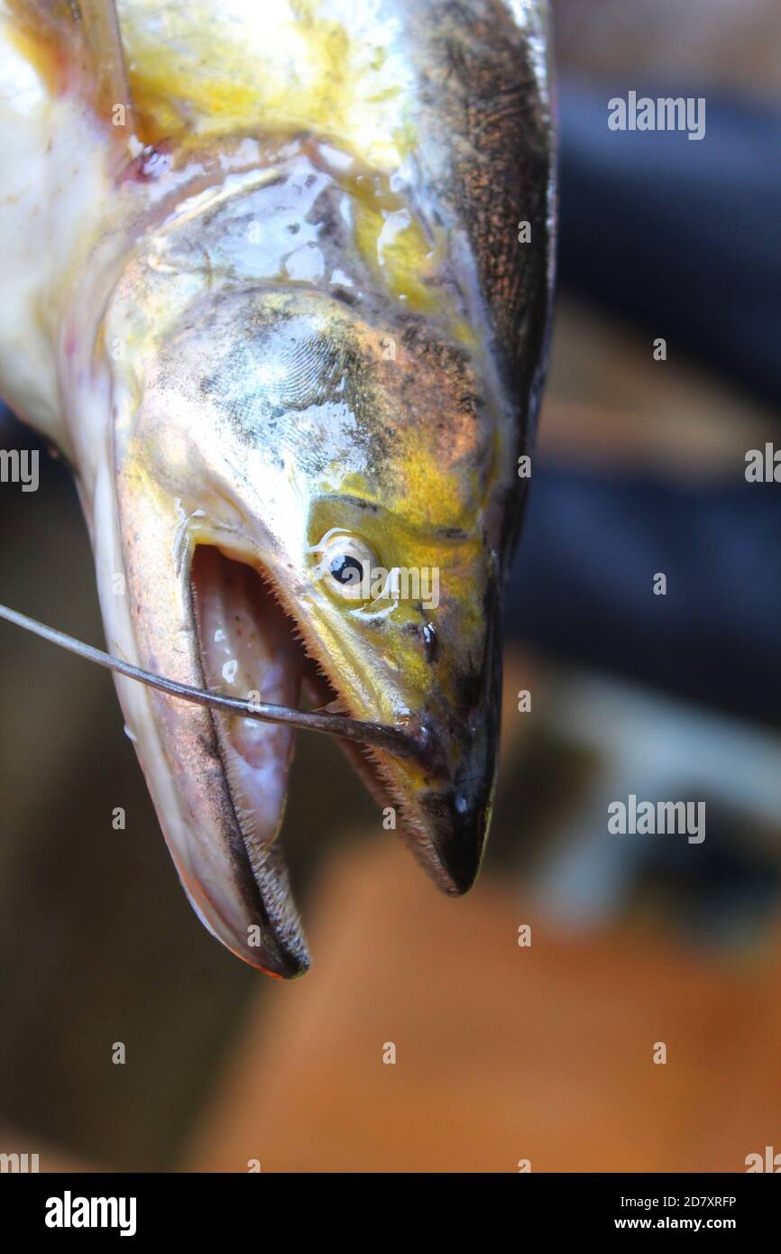 Salomon Fish River Monsters