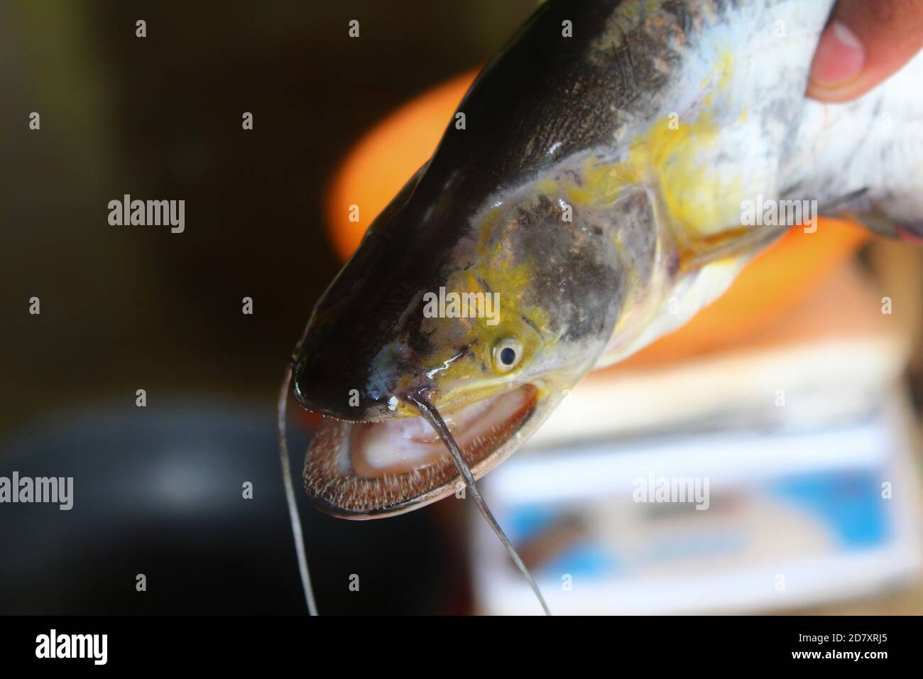 Dangerous wallago attu catfish with numerous shark like teeth river ...