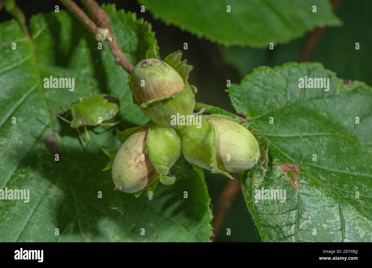 Corylus avellana fruit hi-res stock photography and images - Alamy