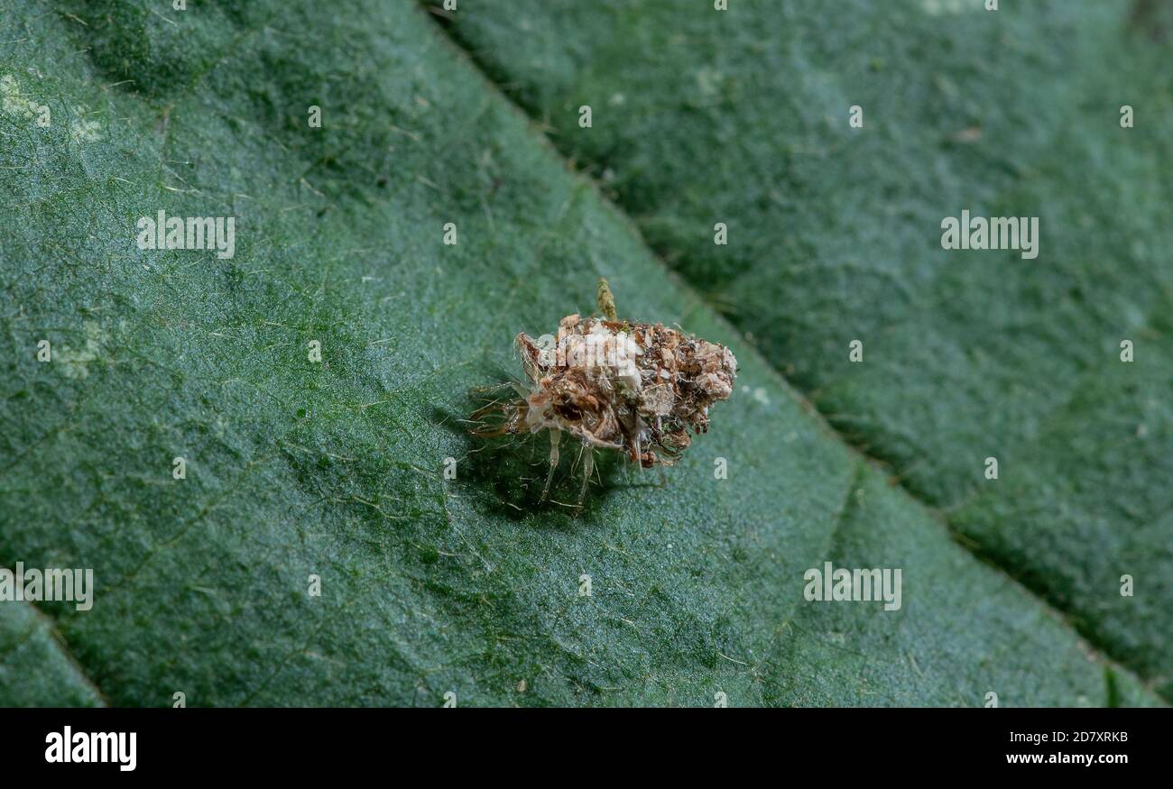 Larva of Green Lacewing, Chrysopa sp on hazel leaf, covered with ...