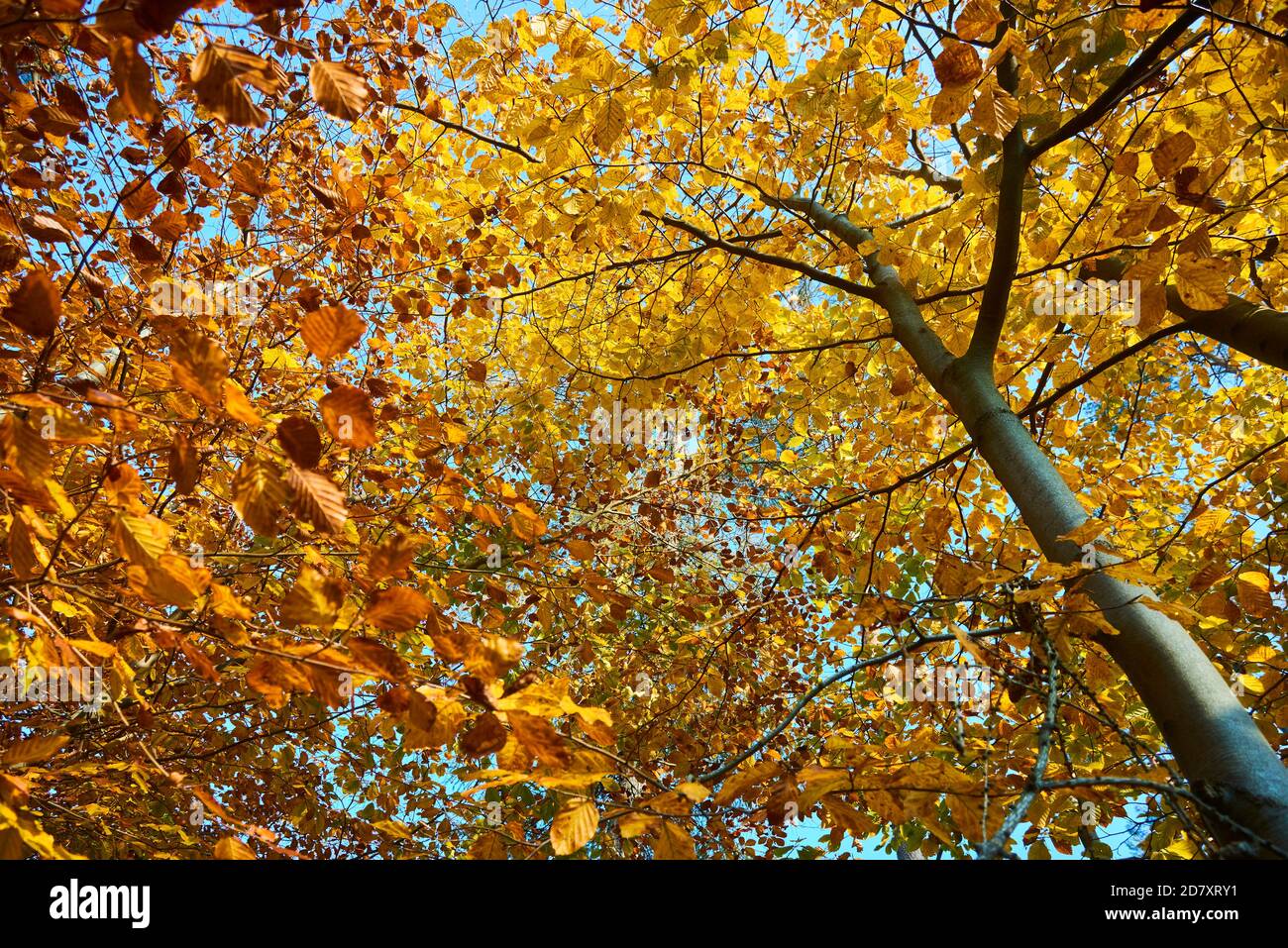 View in autumnal treetops hi-res stock photography and images - Alamy