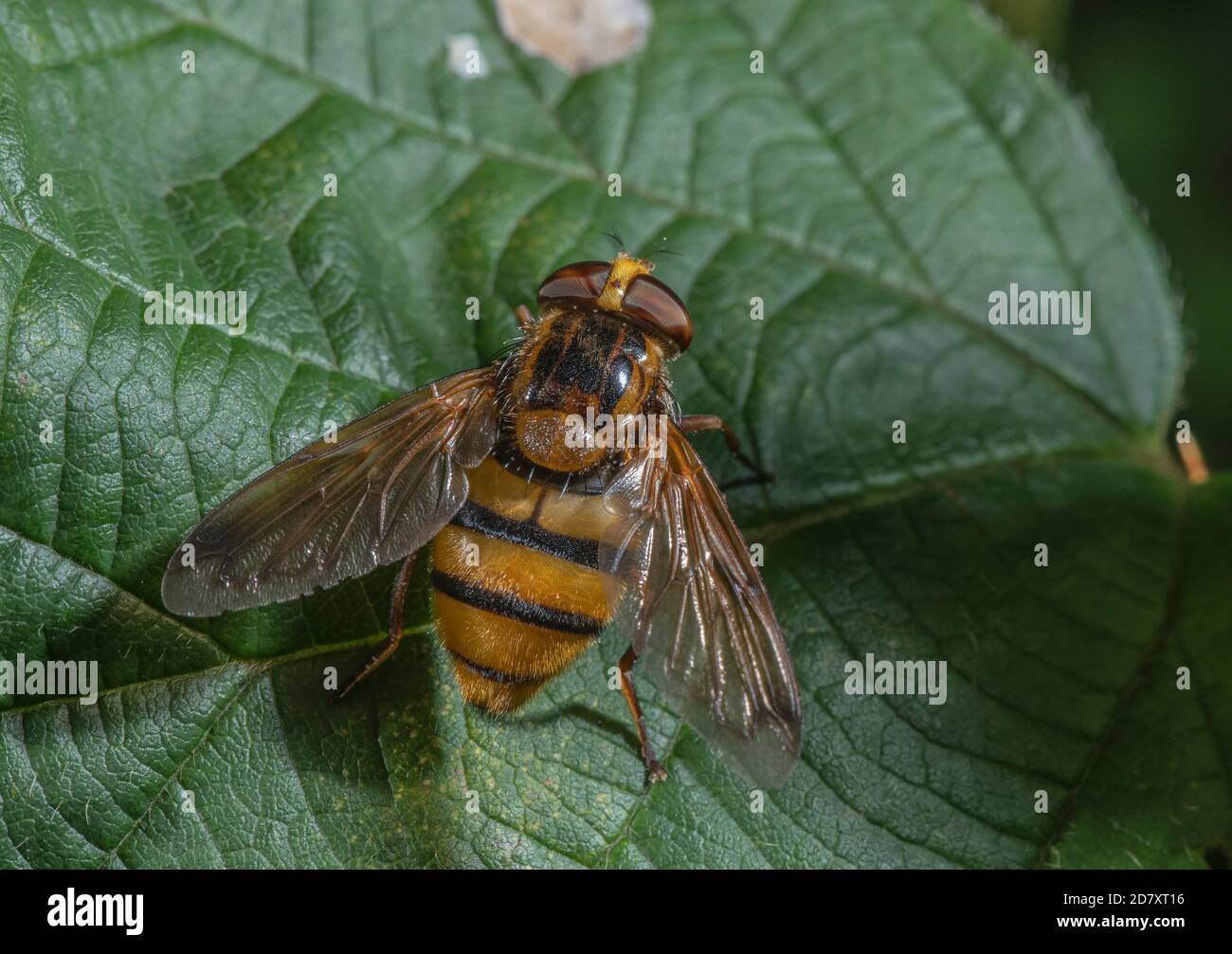 Lesser Hornet Hoverfly, Volucella inanis, resting on leaf after feeding ...