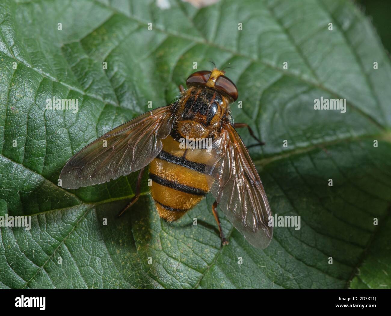 Lesser Hornet Hoverfly, Volucella inanis, resting on leaf after feeding ...