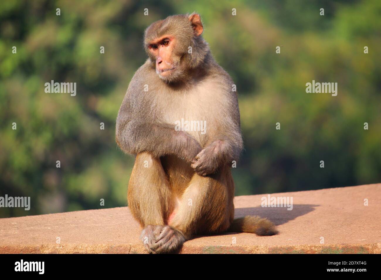 agressive alpha male macaque monkey guarding territory in asian jungle ...