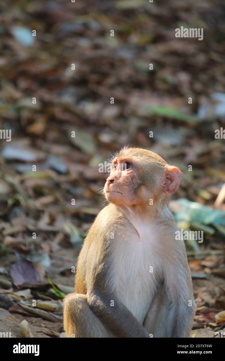 Macaque screaming hi-res stock photography and images - Alamy