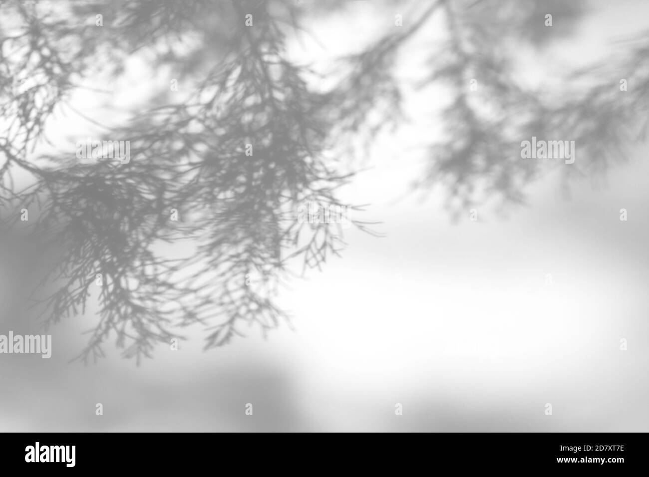 shadows of fir tree branches on a white wall Stock Photo - Alamy