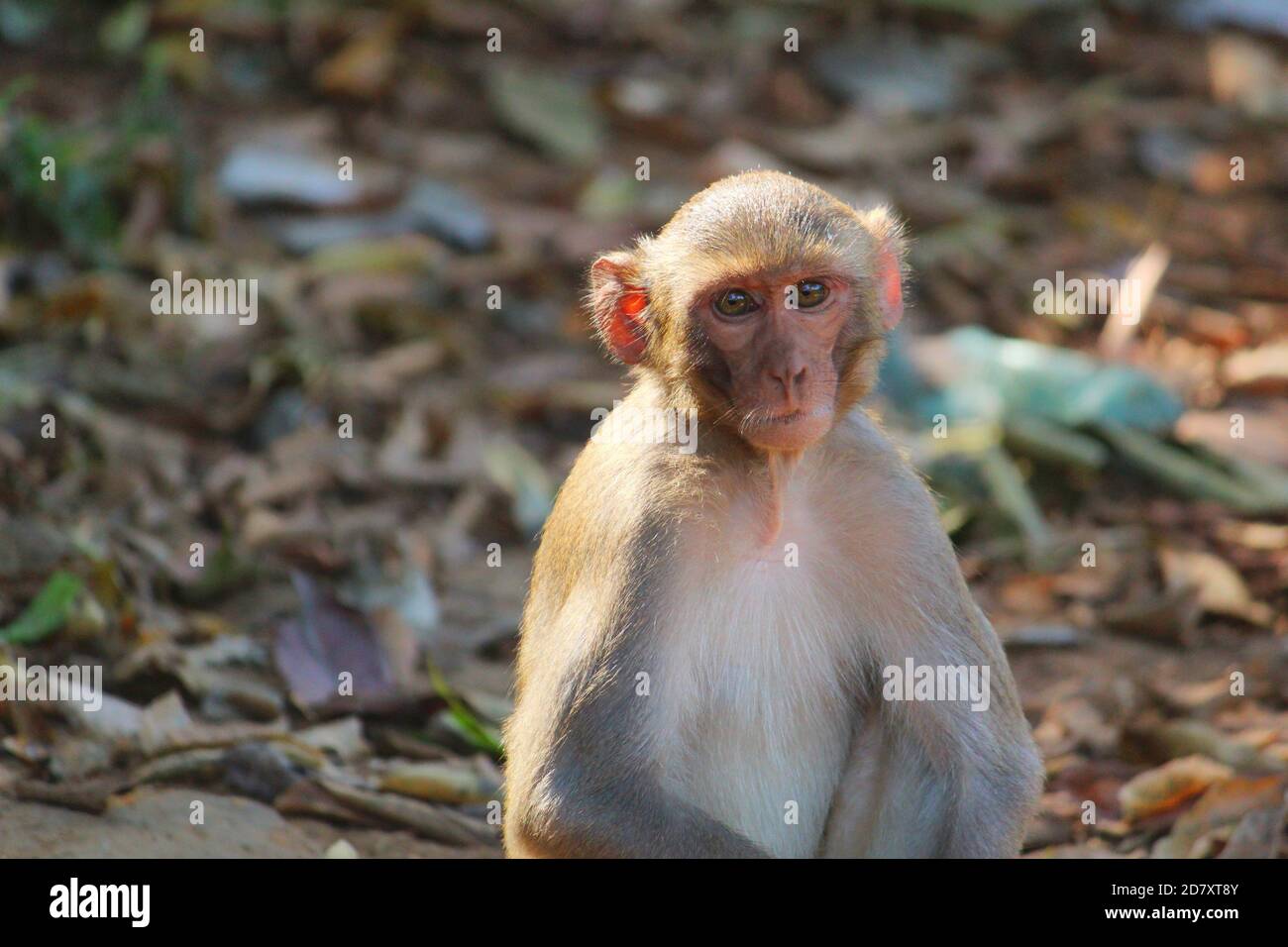 Macaque screaming hi-res stock photography and images - Alamy