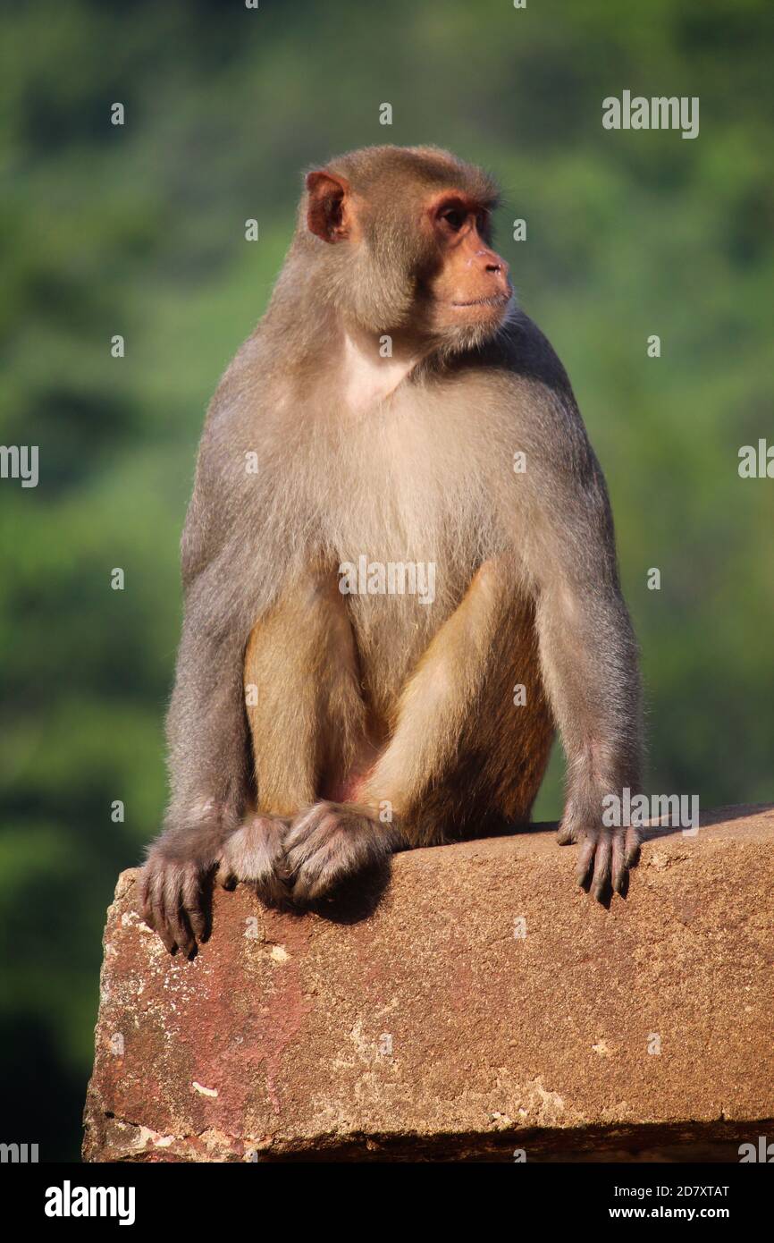 agressive alpha male macaque monkey guarding territory in asian jungle ...