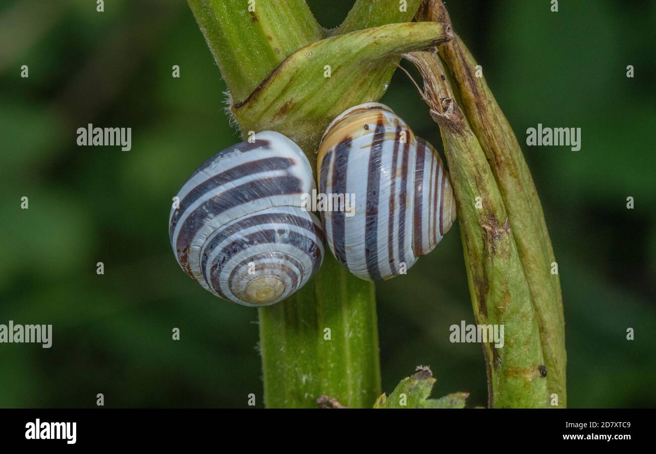 White-lipped snails, Cepaea hortensis, on umbellifer stem, Somerset ...