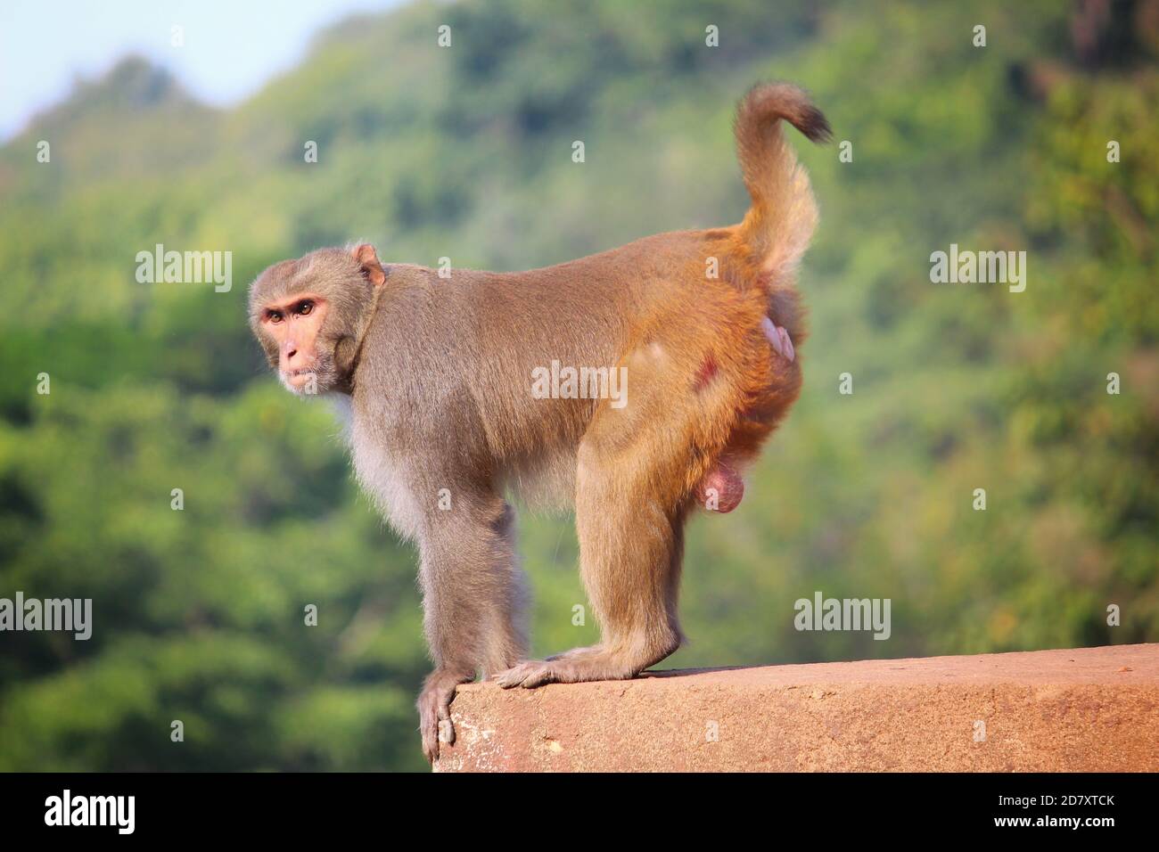 agressive alpha male macaque monkey guarding territory in asian jungle ...