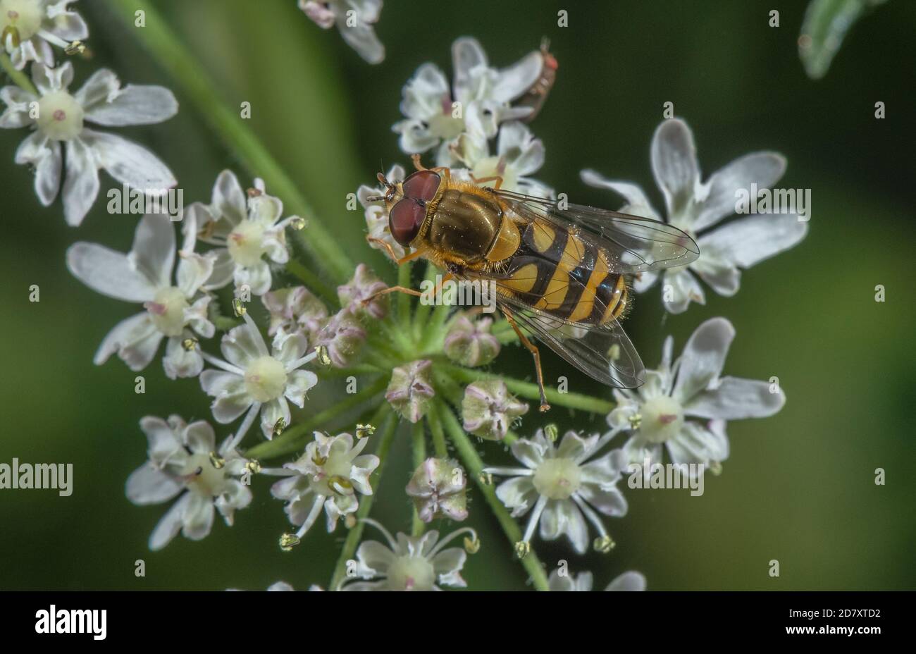 Hoverfly syrphus ribesii hi-res stock photography and images - Alamy