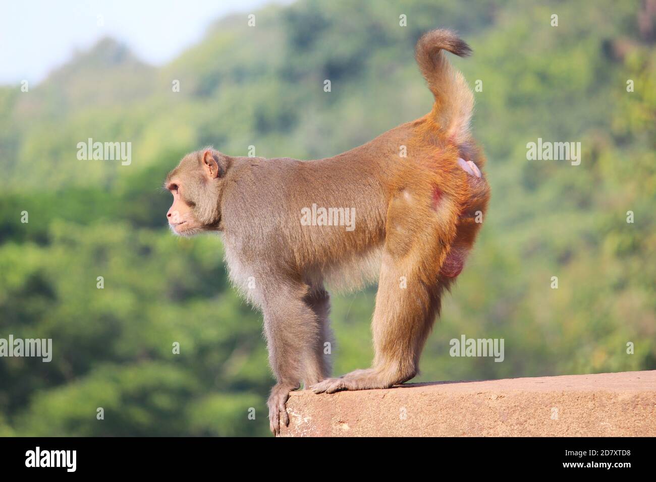 Asian monkey hi-res stock photography and images - Alamy