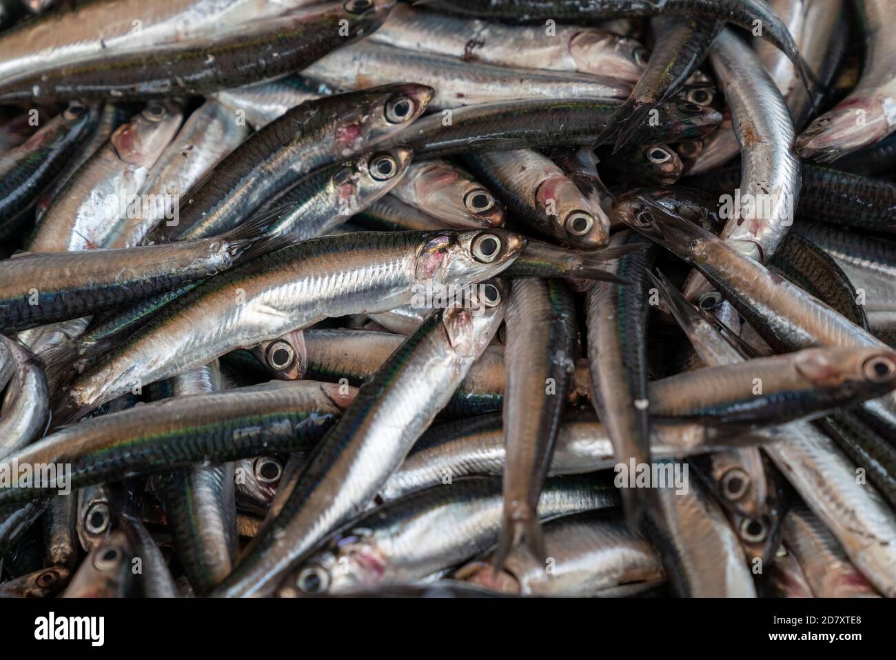 Anchovies sale on fish market hi-res stock photography and images - Alamy