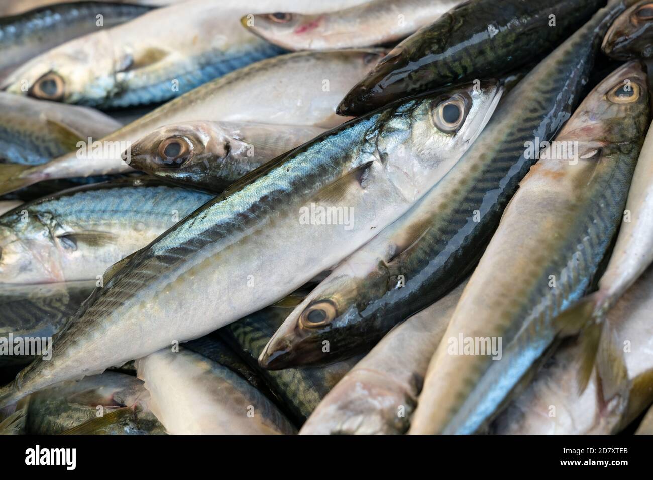 Fresh small mackerel fish sale hi-res stock photography and images - Alamy