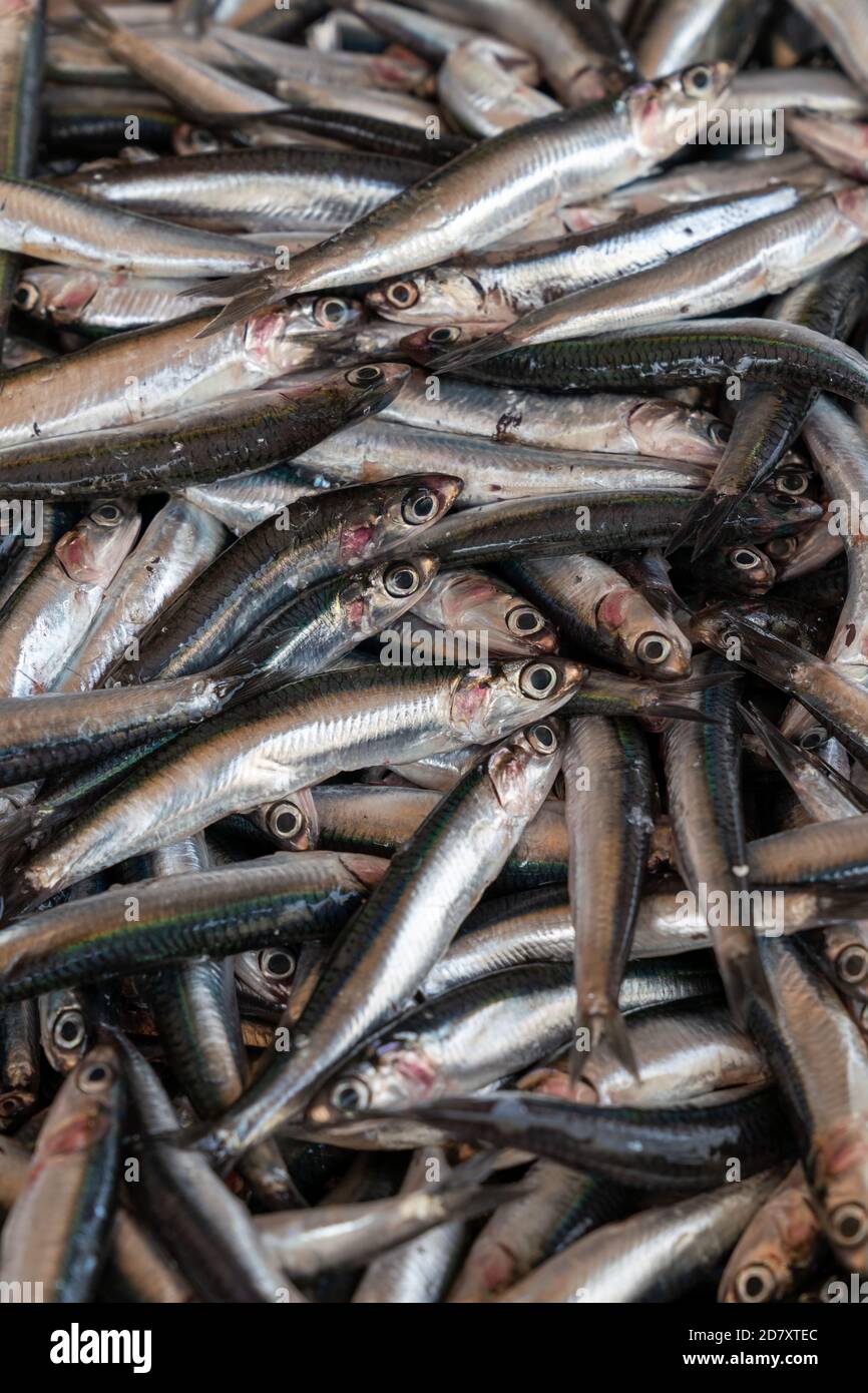 Fresh anchovies fish on ice at the seafood market,healthy life concept ...