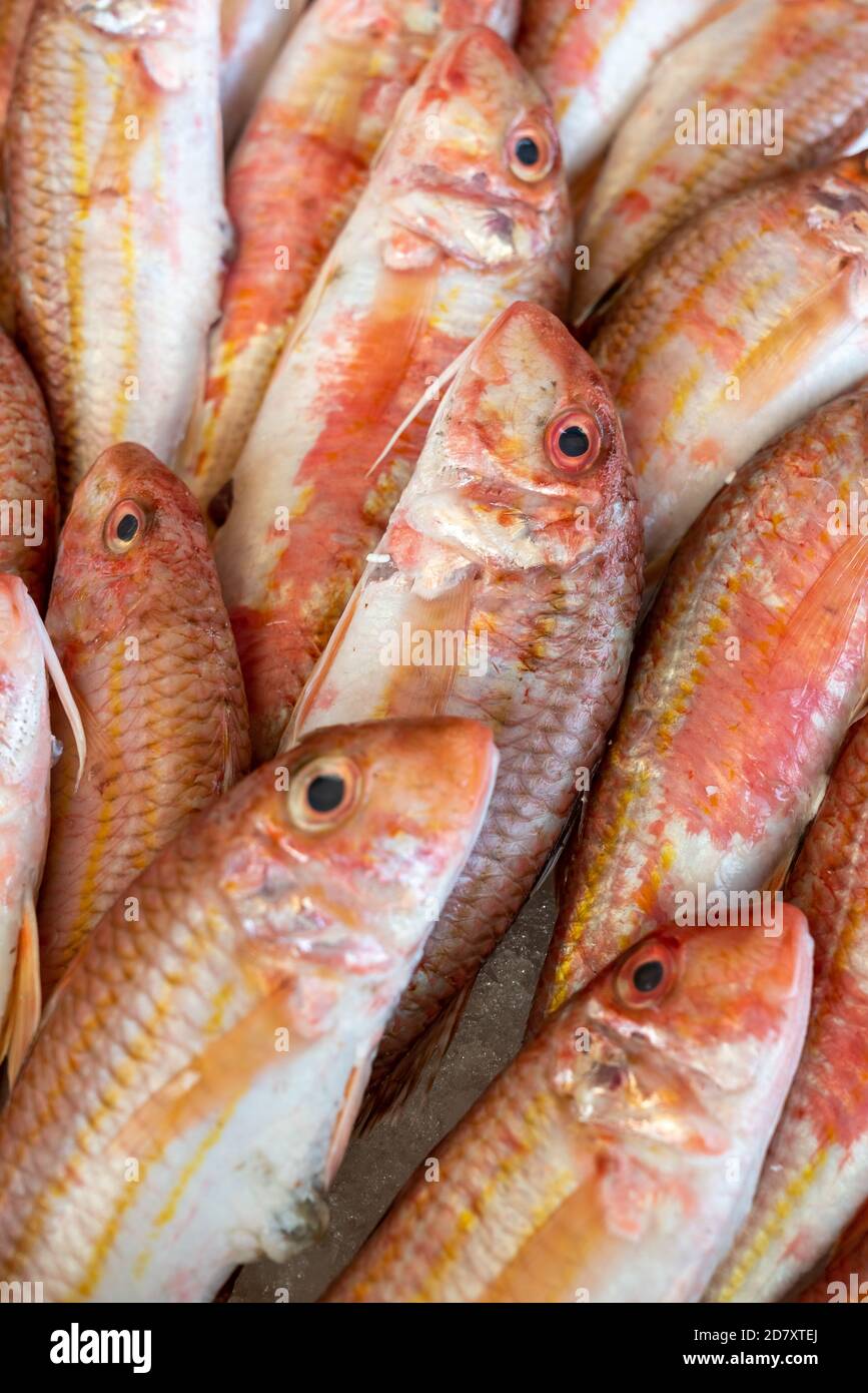 Striped mullet hi-res stock photography and images - Alamy