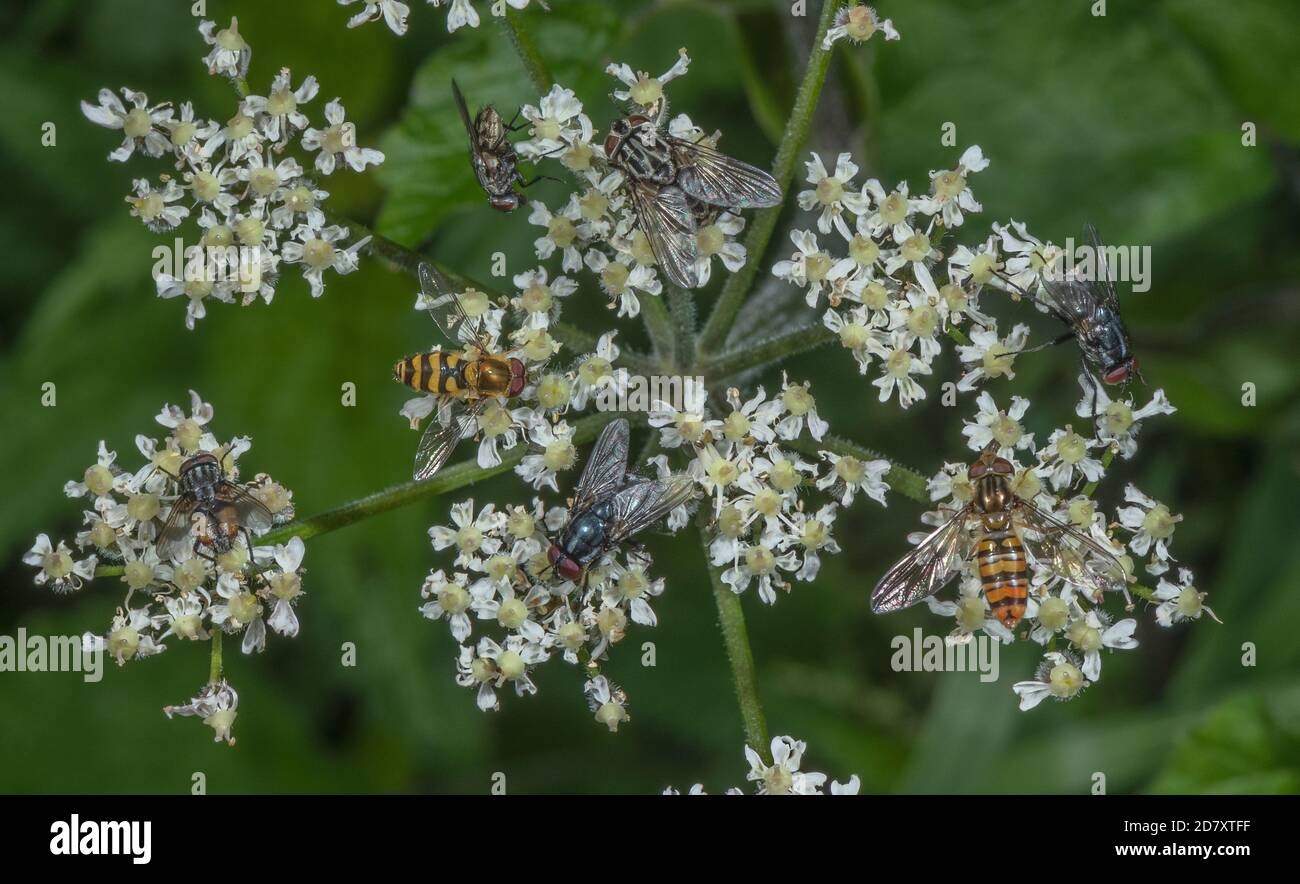 Summer insects hi-res stock photography and images - Alamy
