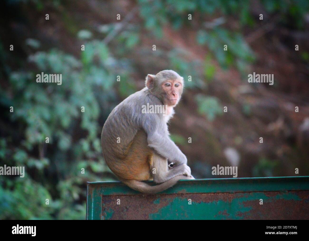 Angry Monkey High Resolution Stock Photography and Images - Alamy