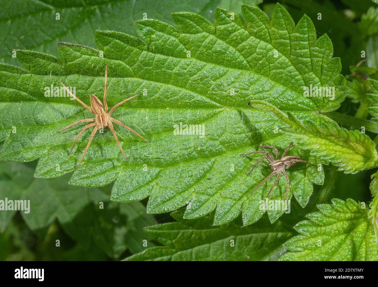 Young Nursery web spiders, Pisaura mirabilis, sunning on nettle leaf ...