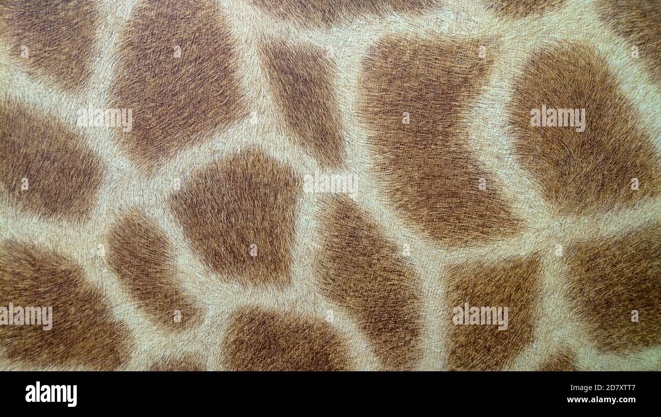 a giraffe skin background (texture Stock Photo - Alamy