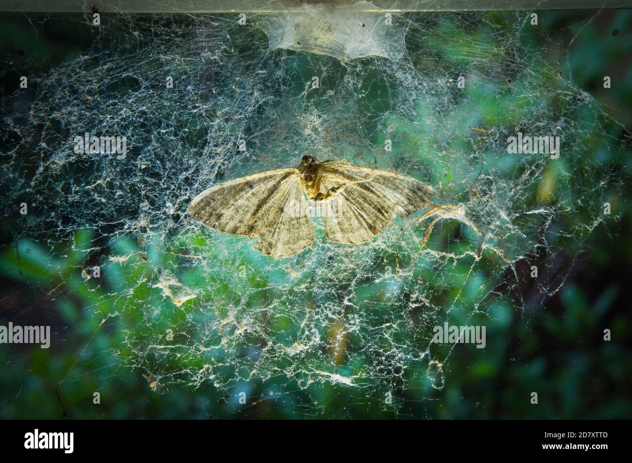 Dead moth hi-res stock photography and images - Alamy