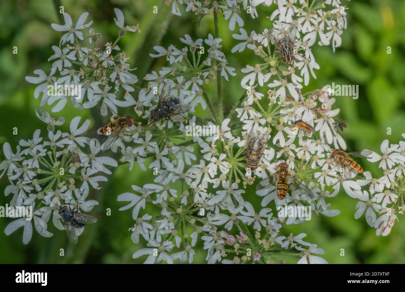 Summer insects hi-res stock photography and images - Alamy