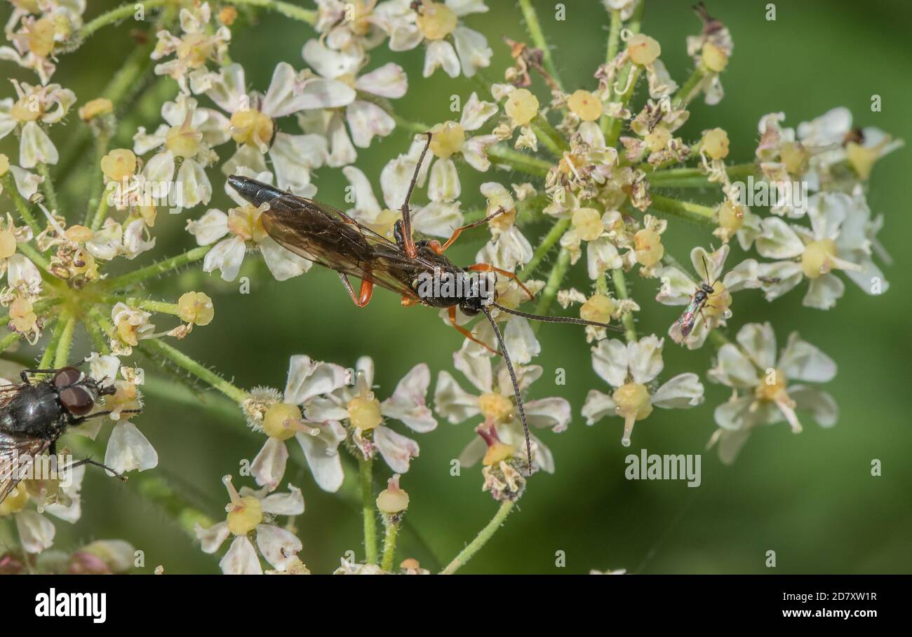 Male Black slip wasp, Pimpla rufipes, feeding on Hogweed flowers - an ...