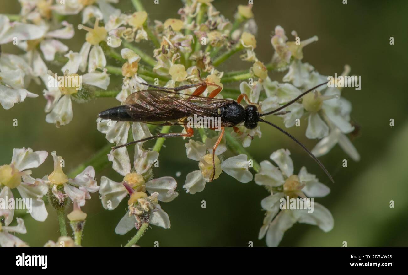 Male Black slip wasp, Pimpla rufipes, feeding on Hogweed flowers - an ...